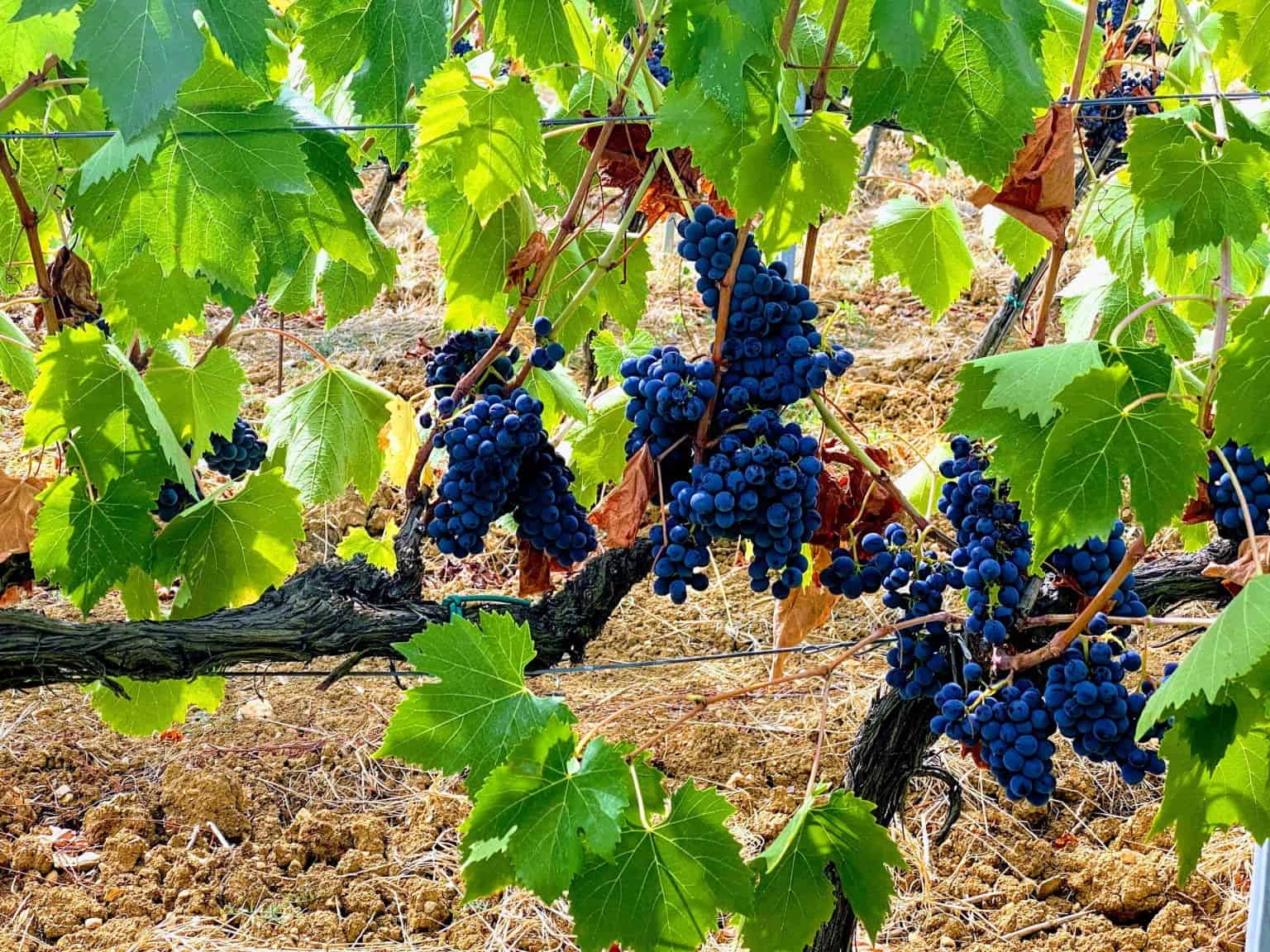 Tuscany in Winter - 11 Things To Do That Will Make You Glad You Came ...