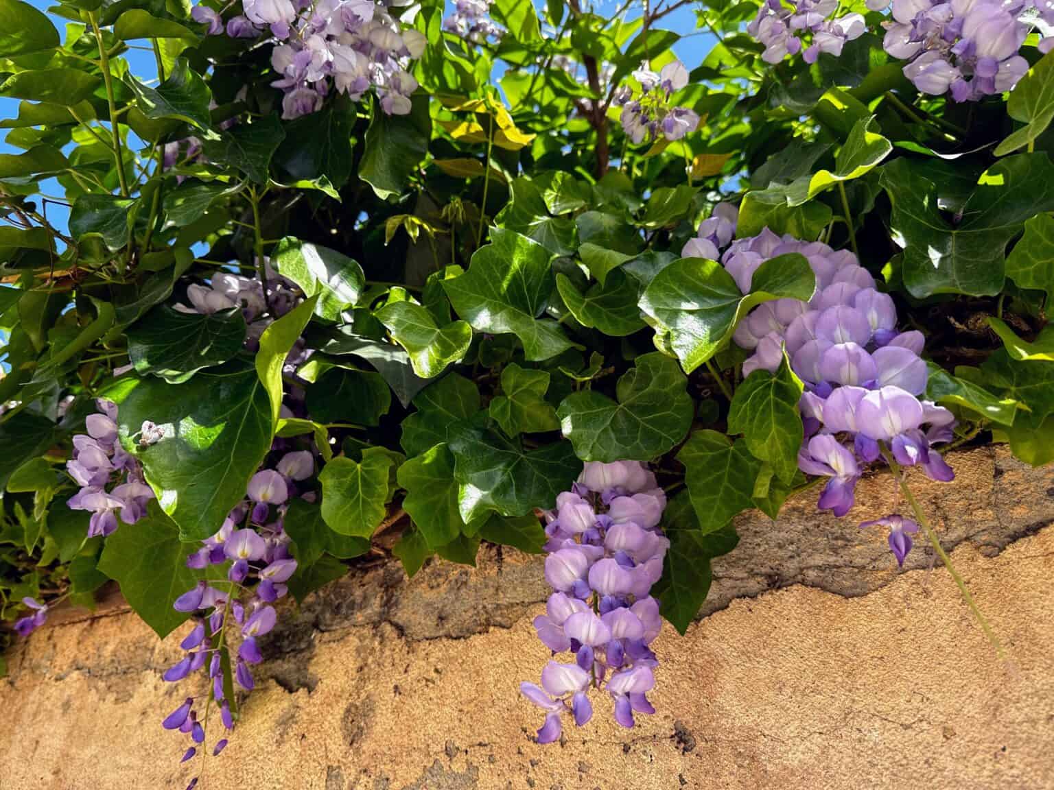 FLORENCE IN APRIL – A Local’s Guide - The Tuscan Mom